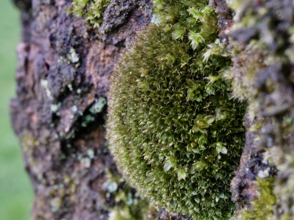 Moss workshop – resources – Antony Hall
