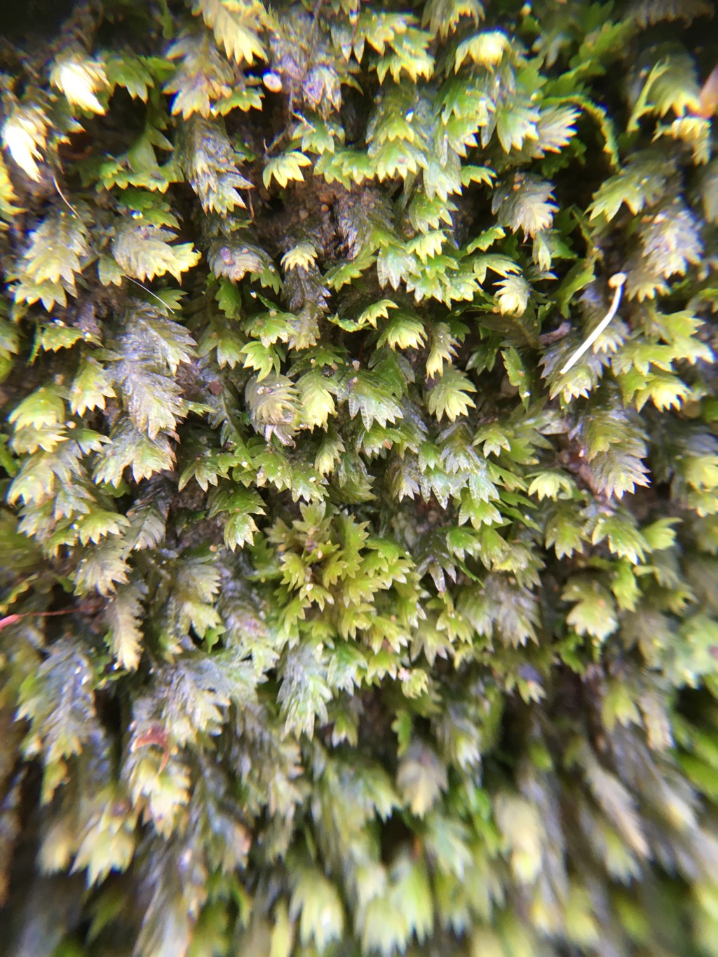 Moss workshop – resources – Antony Hall