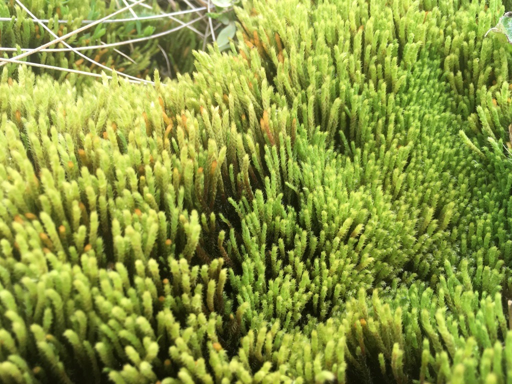 Moss workshop – resources – Antony Hall