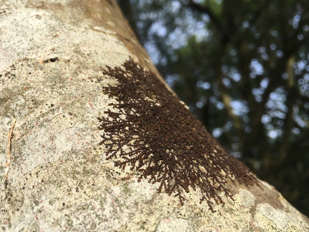 Gallery Oldham residency: Bryophytes Project – Antony Hall