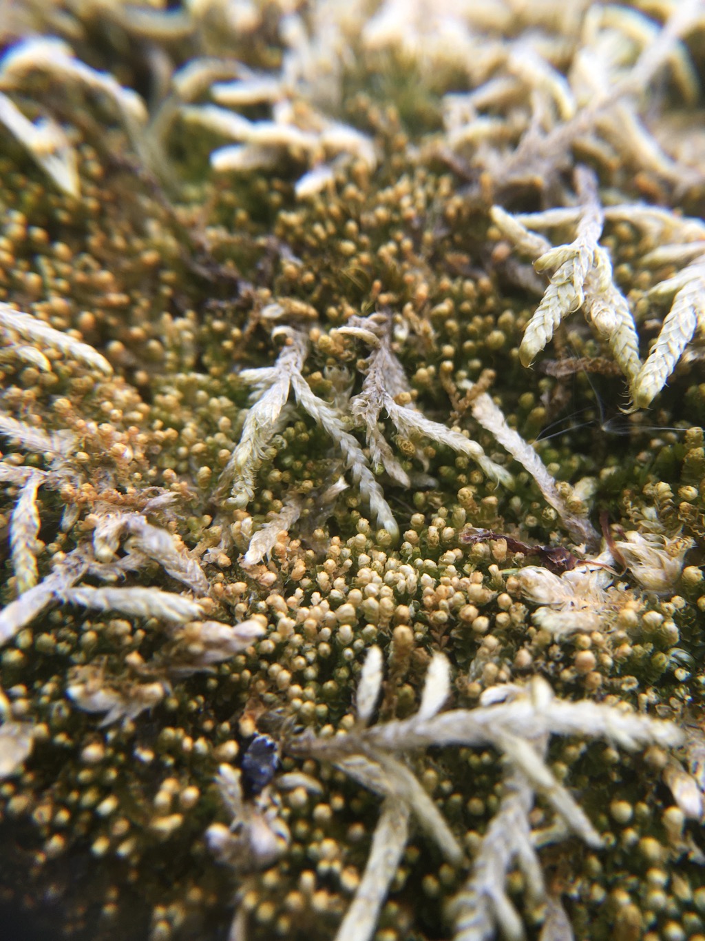 Moss workshop – resources – Antony Hall