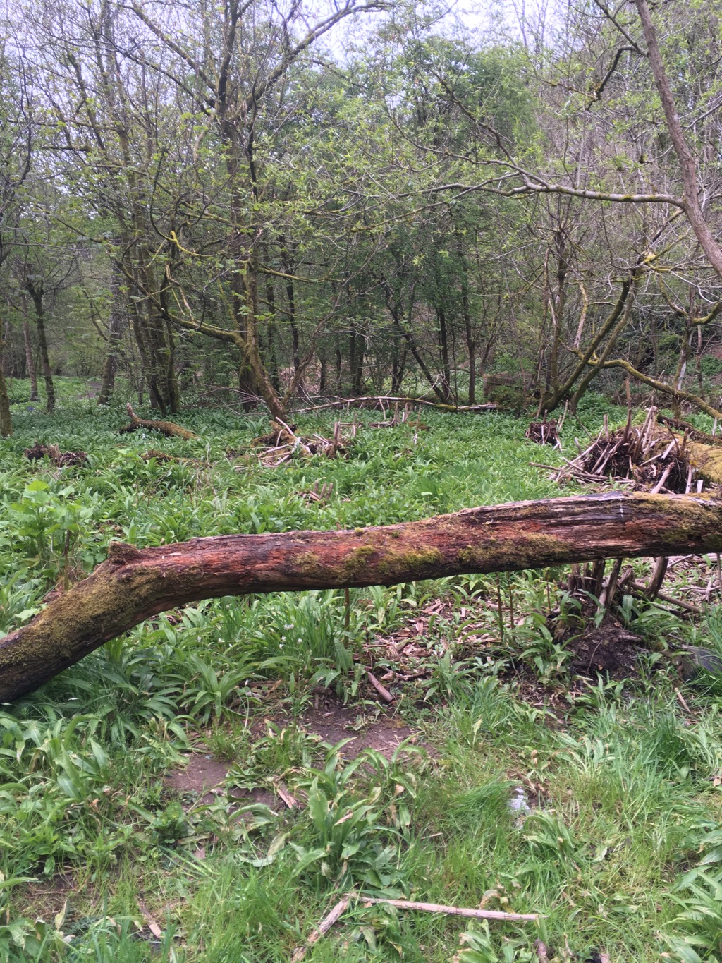 Daisy Nook Country Park – Antony Hall