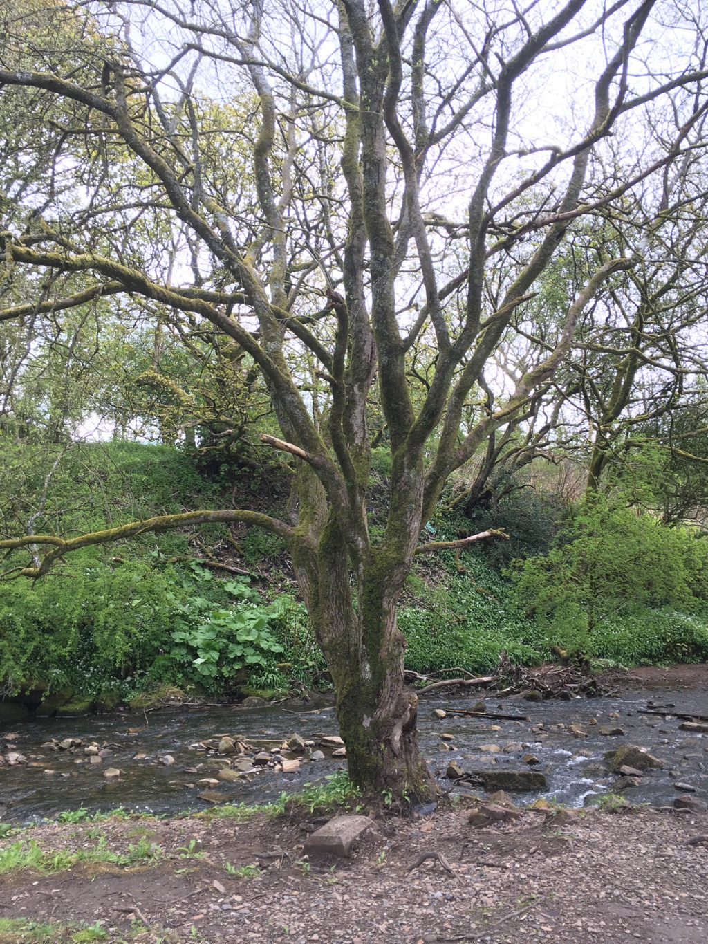 Daisy Nook Country Park – Antony Hall