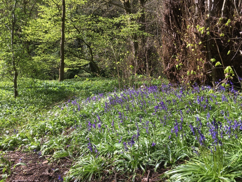 Daisy Nook Country Park – Antony Hall